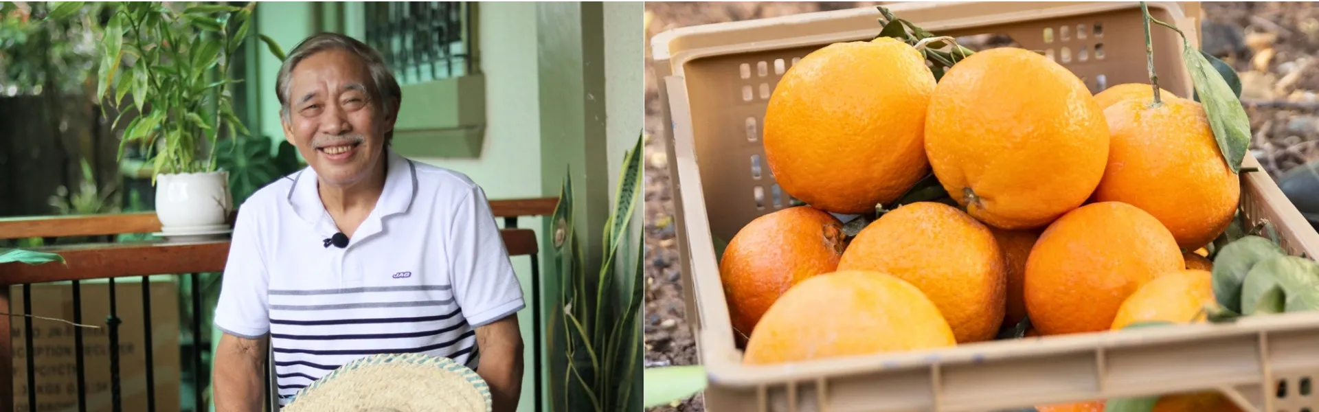 Harvest of Dreams: Citrus pioneer turns Malabing Valley into land of ...